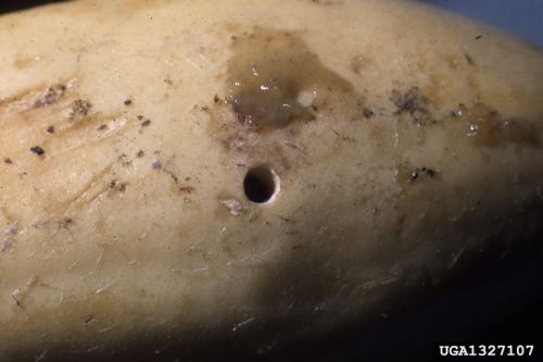 Biology and Management of Pickleworm and Melonworm in Organic Curcurbit Production Systems ...